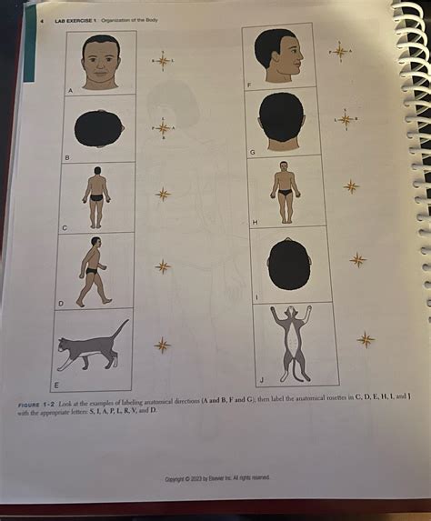 Solved FIGURE Look At The Examples Of Labeling Chegg