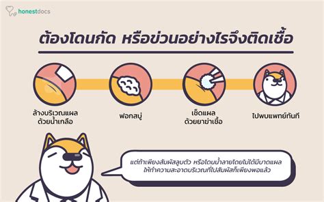 การฉีดวัคซีนพิษสุนัขบ้า ในคน ต้องฉีดตอนไหน Hd สุขภาพดี เริ่มต้นที่นี่