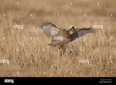 Greater Prairie Chicken Tympanuchus Cupido Male Displaying At Lek