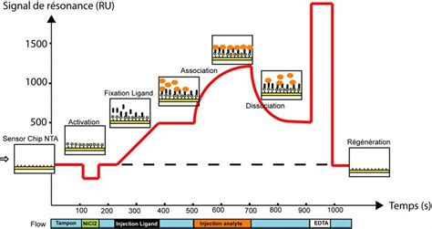 Sensorgramme Type Obtenu Avec Les Surfaces Nta Phase 1 Activation De Download Scientific Sensorgramme Type Obtenu Avec Les Surfaces Nta Phase 1 Activation De Download Scientific