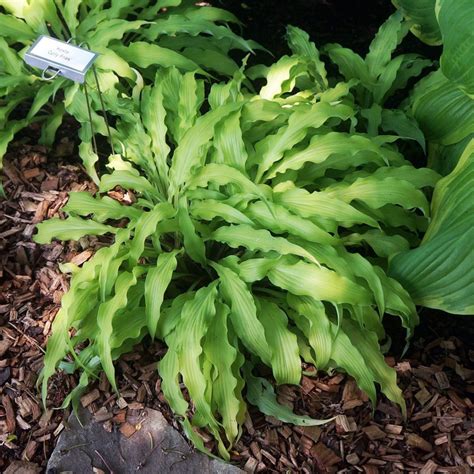 Hosta Curly Fries Midwest Groundcovers LLC