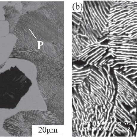 Ductile Iron Micrograph