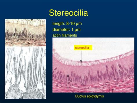 Ppt Cell Adhesion And Junctional Structures In Epithelial Cells Powerpoint Presentation Id