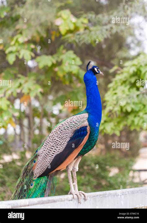 Pfau sitzend Fotos und Bildmaterial in hoher Auflösung Alamy