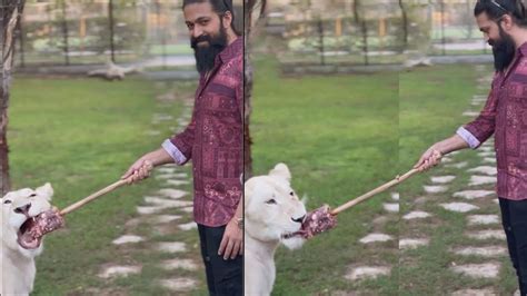 Rocking Star Yash Feeding Food To Lion Toxic The Bharat Media Youtube