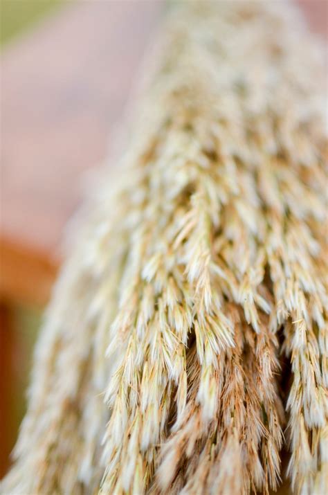Preserved Natural Plume Reed Hardy Pampas Grass Ivory Grass Etsy
