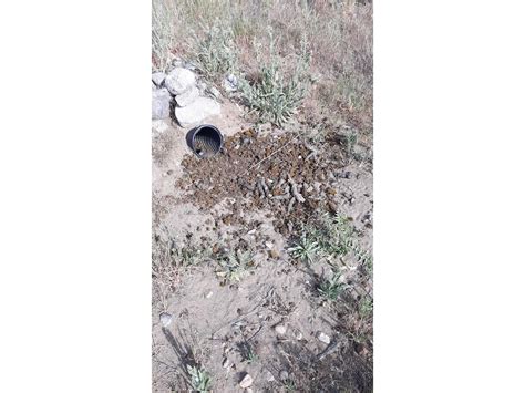 Burrowing Owls In Eastern Oregon What To Know