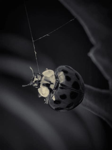 Itap Of A Ladybug Scrolller