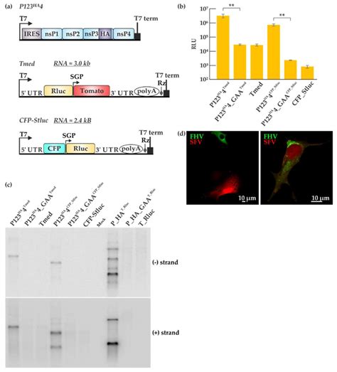 Comparison Of Semliki Forest Virus Sfv And Fhv Trans Replication