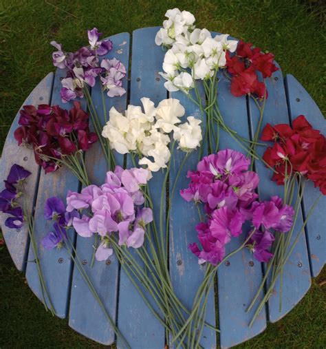 What To Grow In Your New Cutting Patch Higgledy Garden