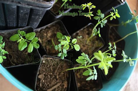 Organic Moringa Trees Tree Of Life Inland Empire Ca
