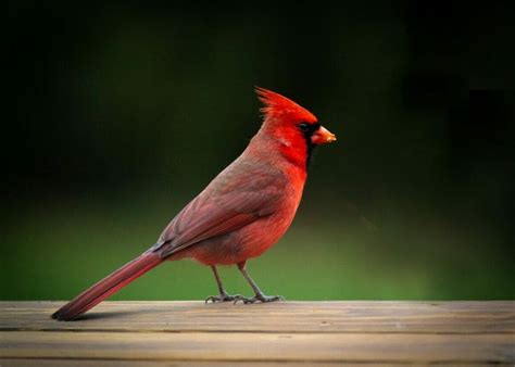 Do Birds Eat Sunflower Seeds Whole Know The Facts Bird Watching Pro
