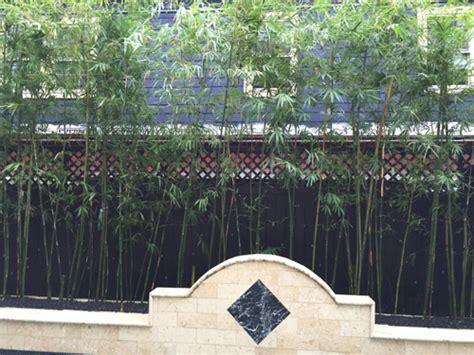 Houston Bamboo Nursery