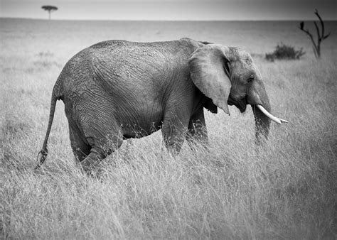 Elefant I Masai Mara Veggbilder No Fotokunst