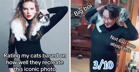 Cats Recreate Iconic Taylor Swift Time Cover With Hilarious Results InspireMore