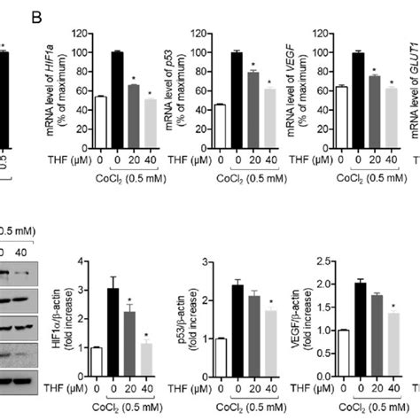 Thf Inhibits Cocl2 Induced Hypoxia Related Genes In Sh Sy5y Cells A