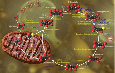 稳定同位素在代谢流分析中的应用 热耳科技 稳定性同位素专家 金属气体稳定性同位素