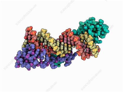 Dna Complexed With Gal4 Stock Image C035 8002 Science Photo Library