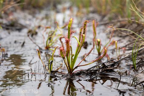 Drosera Capensis In The Wild Fierce Flora