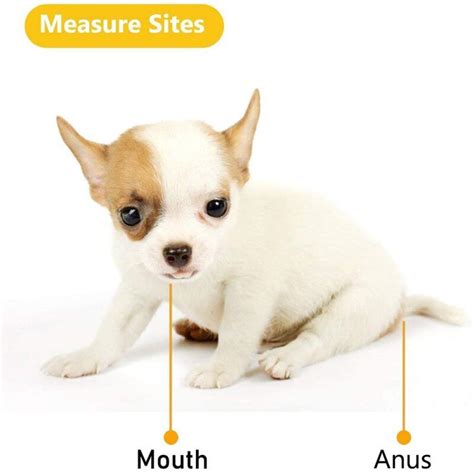 Veterinary Thermometer Digital Animal Thermometer Grandado