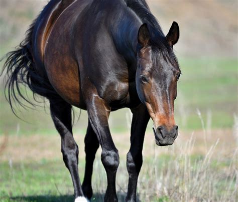 Pregnant Mares What Owners Need To Know As Foaling Time Approaches