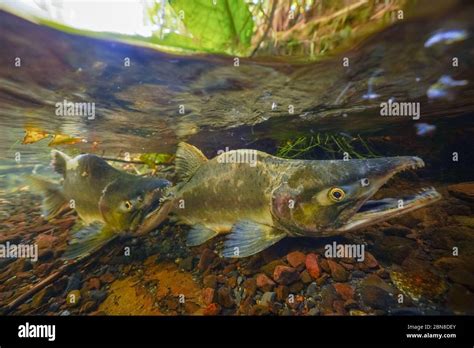 Pink Humpback Salmon Oncorhynchus Gorbuscha Hi Res Stock Photography