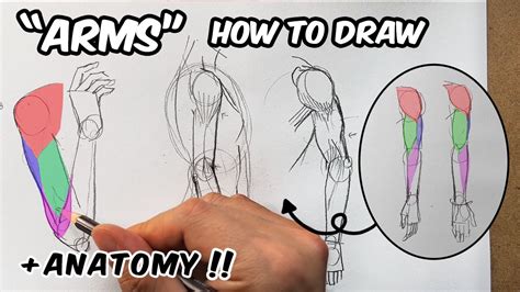 How To Draw Arms Anatomy Tutorial For Beginners Youtube