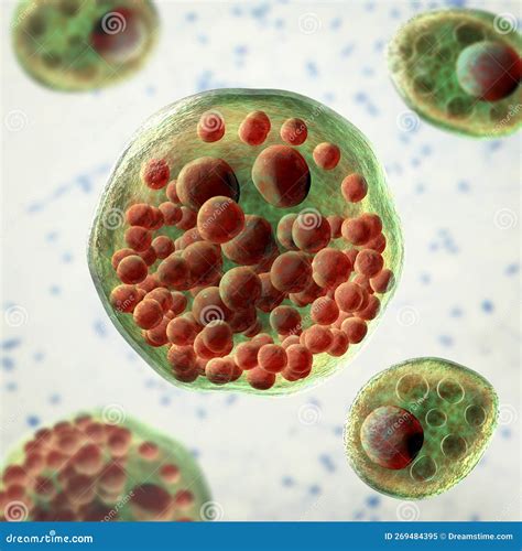 Rhinosporidium Seeberi Parasite The Causative Agent Of