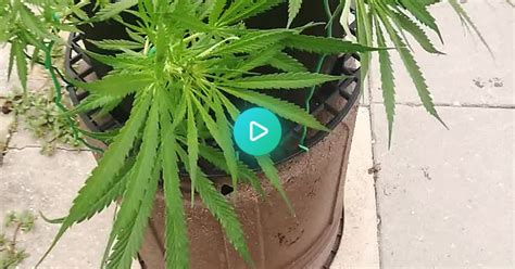Dark Amnesia Haze Album On Imgur