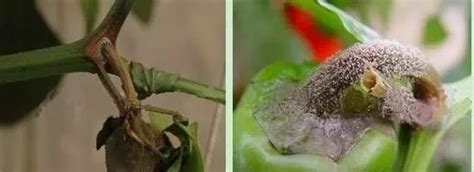 辣椒灰霉菌核病傻傻分不清一文教你分清病因对症防治 长江蔬菜