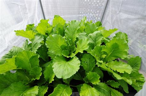 育材【開心田園樂】育材種植箱 單層六連通箱 無架高架高一節 種菜箱 組合式種植箱 陽台種菜 種菜神器 露天市集 全台最大的網路購物市集