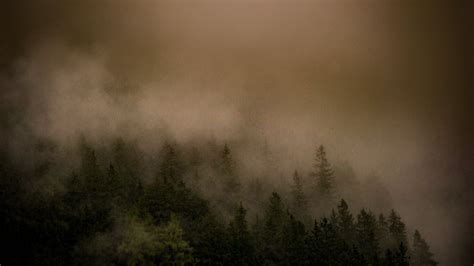 Forest Trees Mist Wallpapers Hd Desktop And Mobile Backgrounds