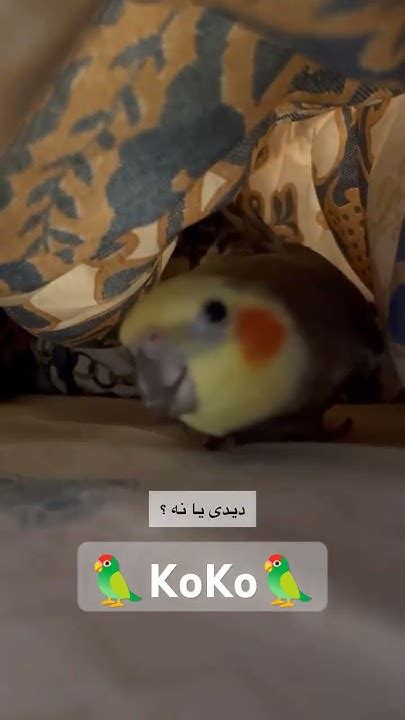 لطفا راز بمونه دوستان ، باشه ؟🥲 ️ Please Keep It A Secret Friends