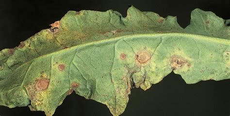 Alternaria