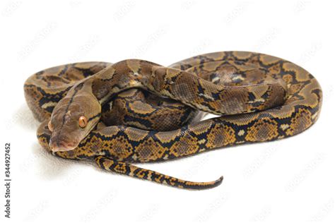 Reticulated Python Python Reticulatus Isolated On White Background