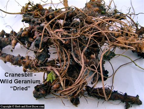 Cranesbill Wild Geranium Geranium Maculatum Root Buyer