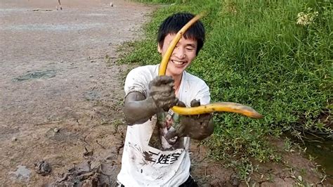 二娃找到一個五六年沒有乾的魚塘，鱔魚一條接一條，又是收穫滿滿的一天！ 鱔哥二娃打野鱔魚農村戶外魚塘打野 Youtube