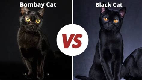 小猫咪 动物小百科
