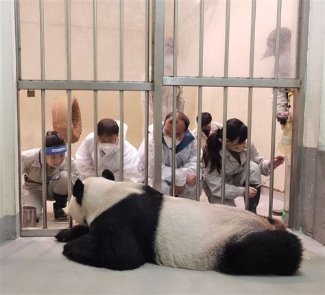 台湾驻点笔记大熊猫“团团”，感谢你带给两岸同胞的美好回忆！
