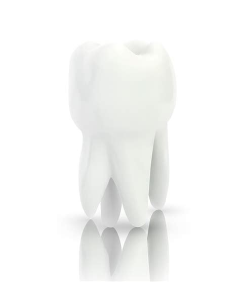 Vector 3d Dente Para Medicina Dentária Em Um Fundo Branco Vetor Premium
