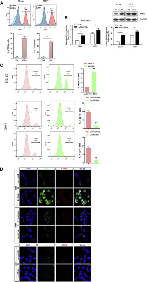 The Impact Of Erbin On Differentiation In Hl 60 And U937 Cells A The