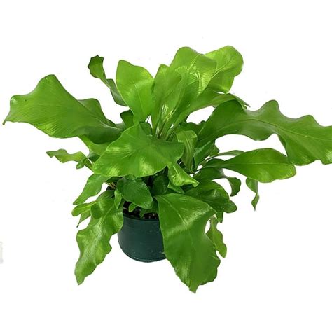Birds Nest Fern Live Plant In A 4 Inch Pot Growers Choice