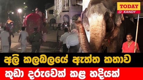 අලි කලබලයේ ඇත්ත කතා කුඩා දරුවාගෙ නලාව කළ හදියක් Todaykandy Youtube