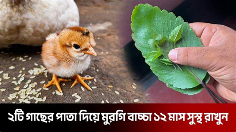 এই কাজটি করলে সারাজিবন মুরগির বাচ্চা সুস্থ থাকবে দেশি মুরগি পালন Youtube