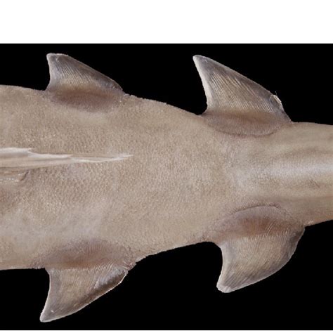 Dorsal View Of Caudal Peduncle Of Naso Tergus Kaum I 52262 3630 Mm