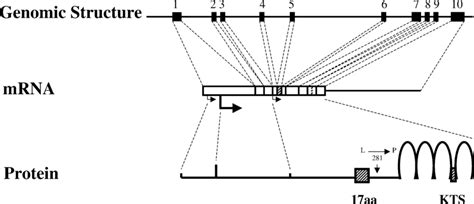 Schematic Structure Of The Wt1 Gene Mrna And Protein Products