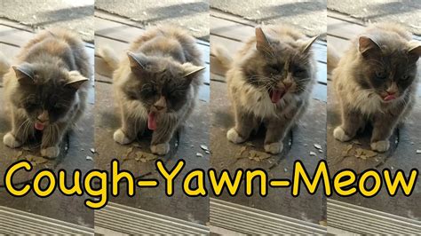 Cough Yawn Meow Short Youtube