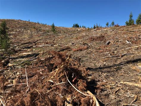 Big Bad Forest Clear Cutting Continues • Daily Montanan