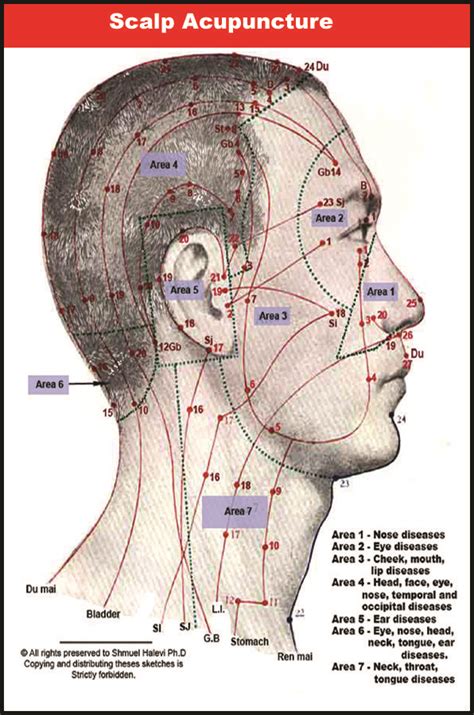 Scalp Acupuncture Points Chart Point Portal