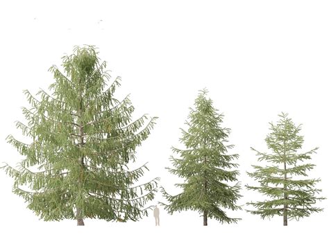 3D Larix Kaempferi Japanese Larch TurboSquid 2131247